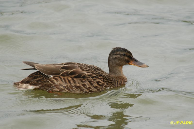 Canard colvert